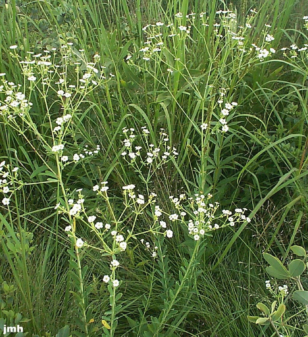 Euphorbia Corollata Flowering Spurge