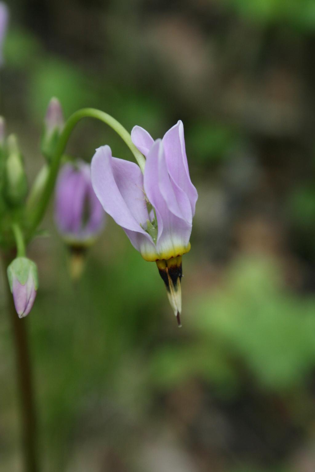 Shooting star | The Morton Arboretum