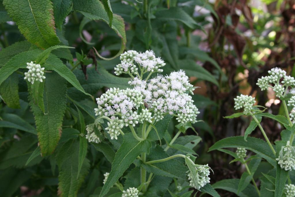 Common boneset | The Morton Arboretum