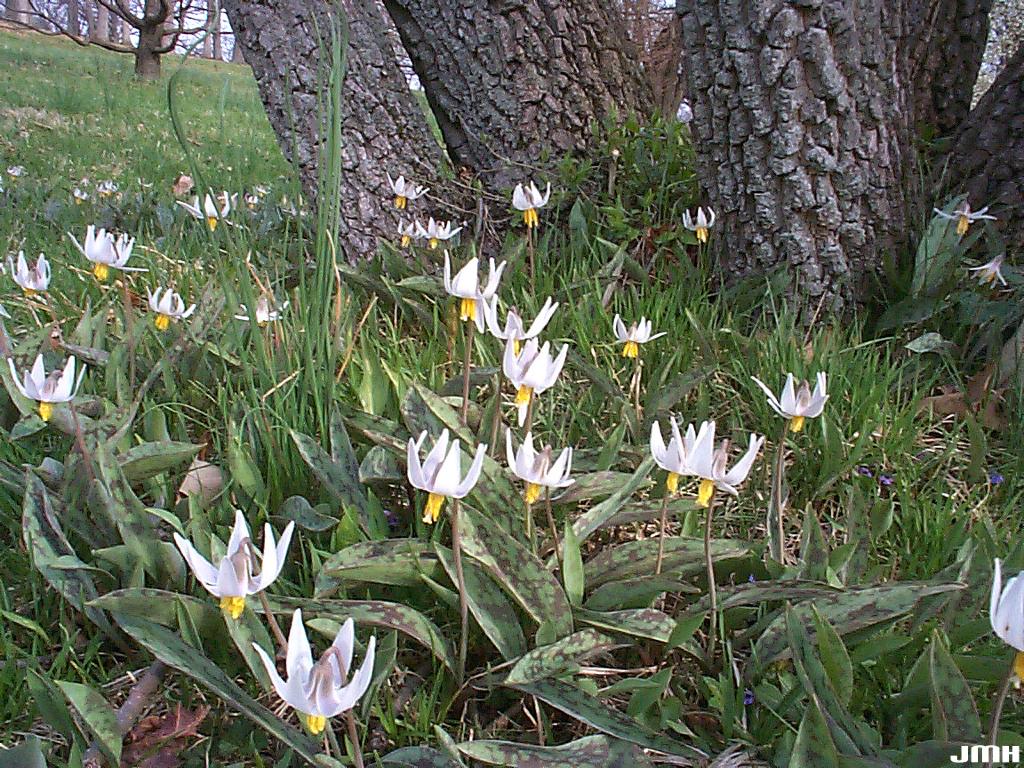 White trout lily | The Morton Arboretum