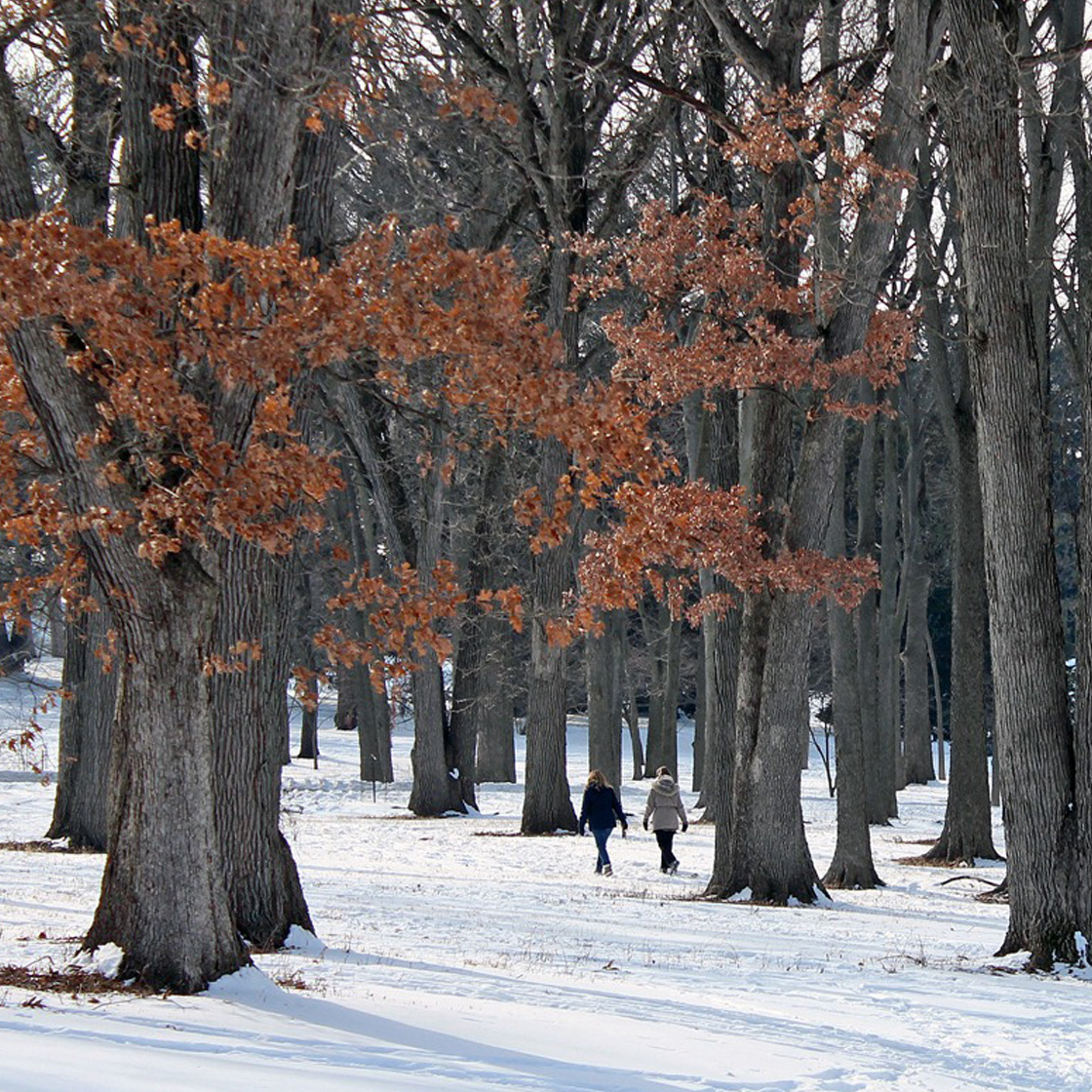 The Morton Arboretum | To plant and protect trees for a greener ...