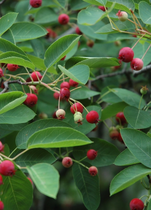 Basic Tree ID (in person) | The Morton Arboretum