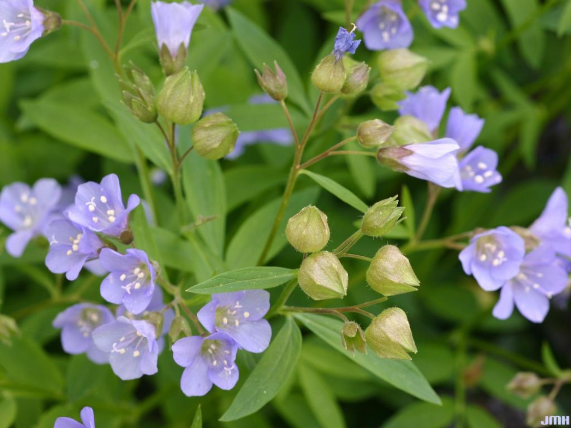 Solomon's Seal | The Morton Arboretum