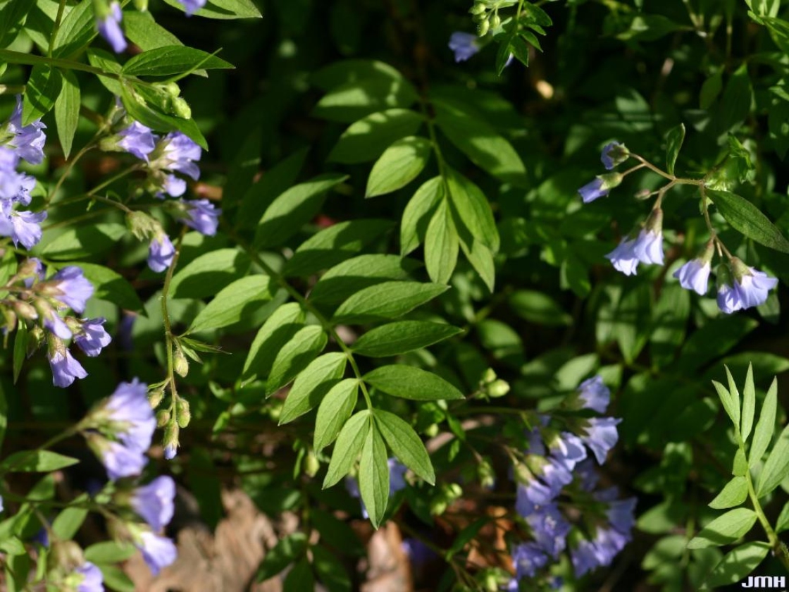 Solomon's Seal | The Morton Arboretum