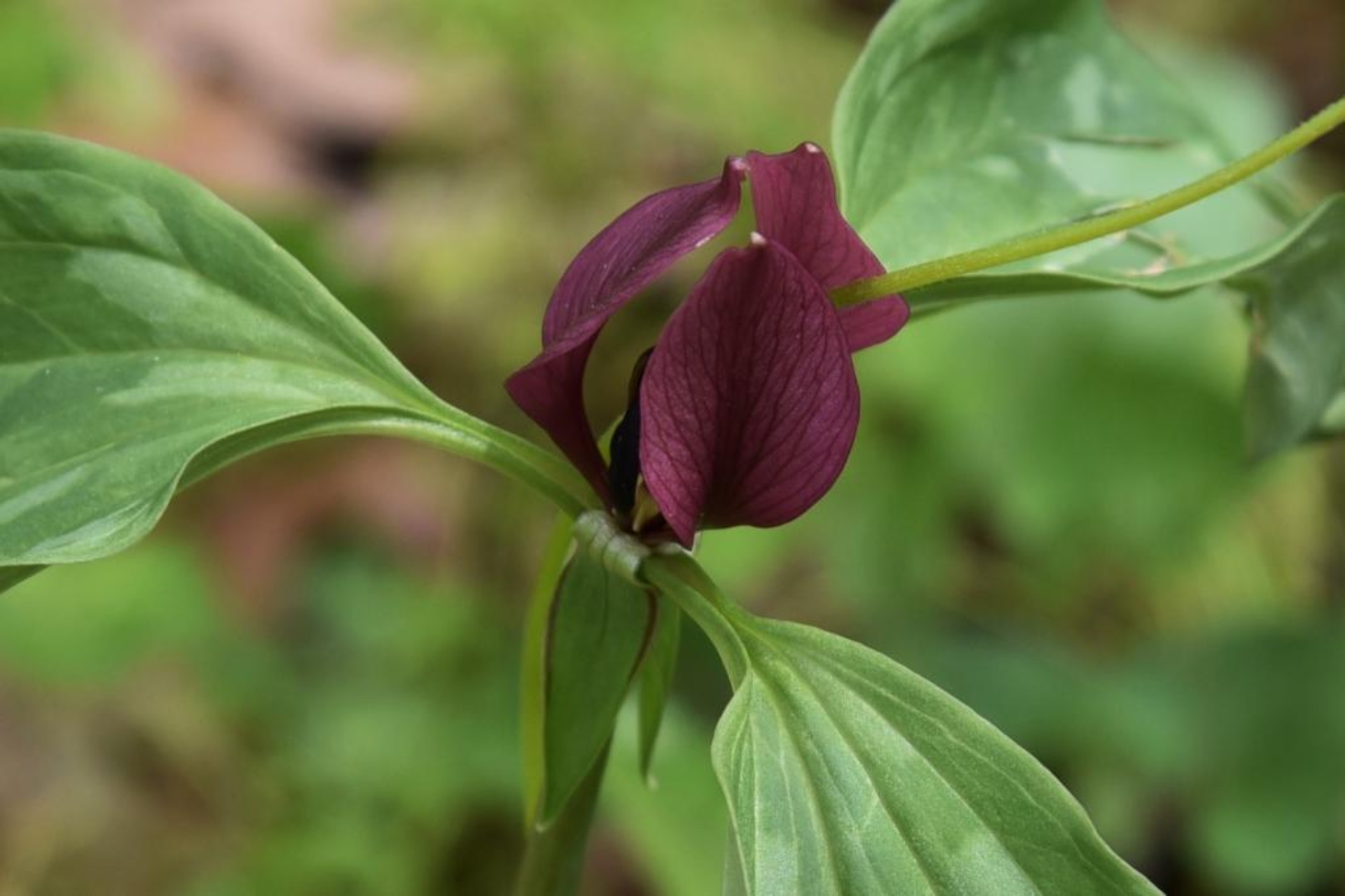 Red Trillium Spotted Leaves