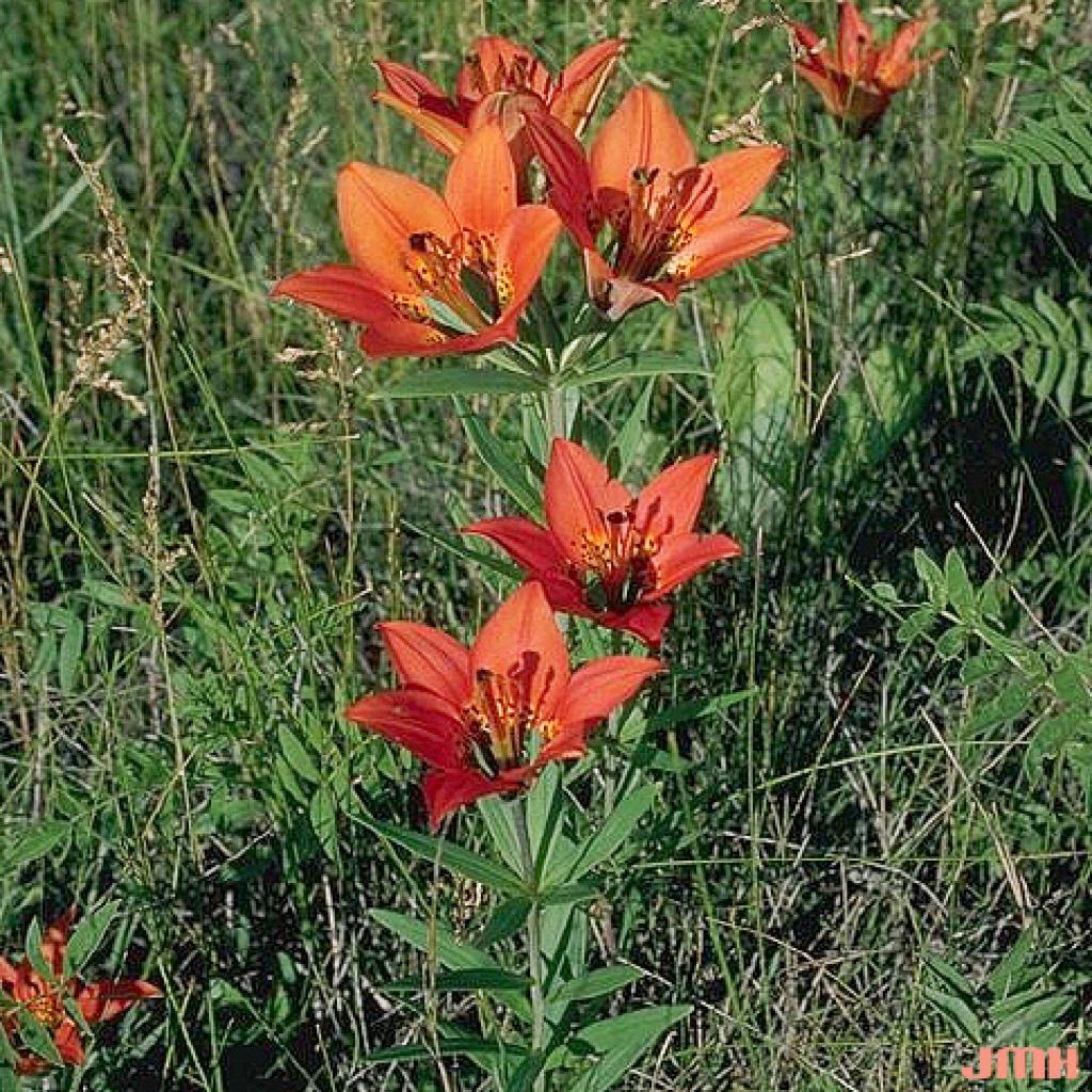 Western Red Lily