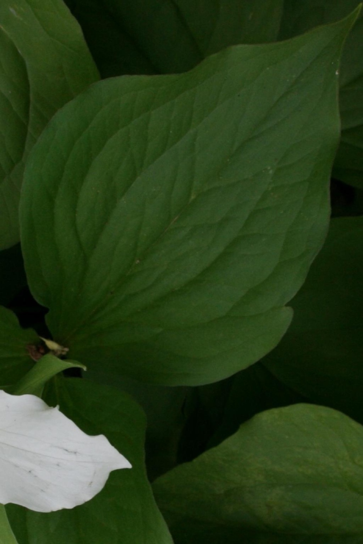 Great white trillium | The Morton Arboretum