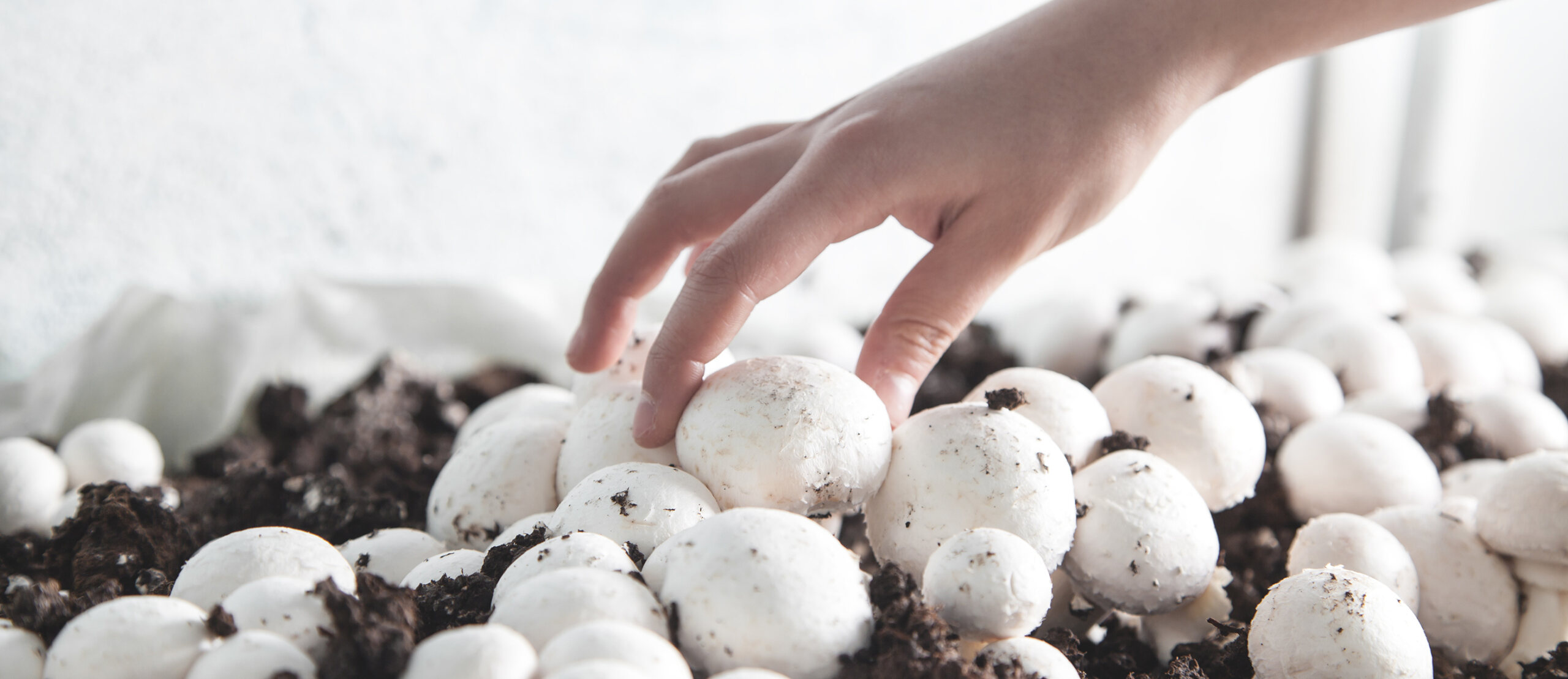 Grow Your Own Mushrooms | The Morton Arboretum