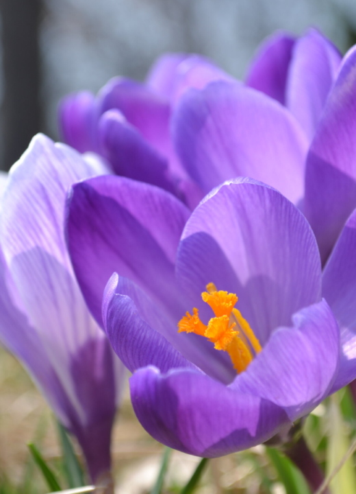 Basic Tree ID (online) | How To Identify Common Trees | The Morton ...