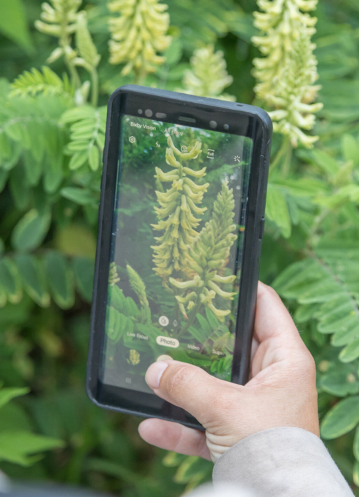 Basic Tree ID (online) | How To Identify Common Trees | The Morton ...