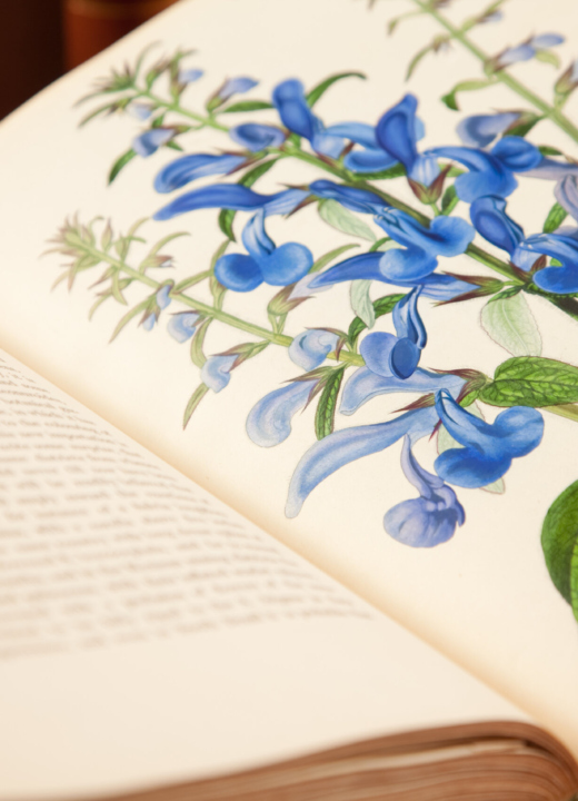 The Morton Arboretum | To plant and protect trees for a greener ...