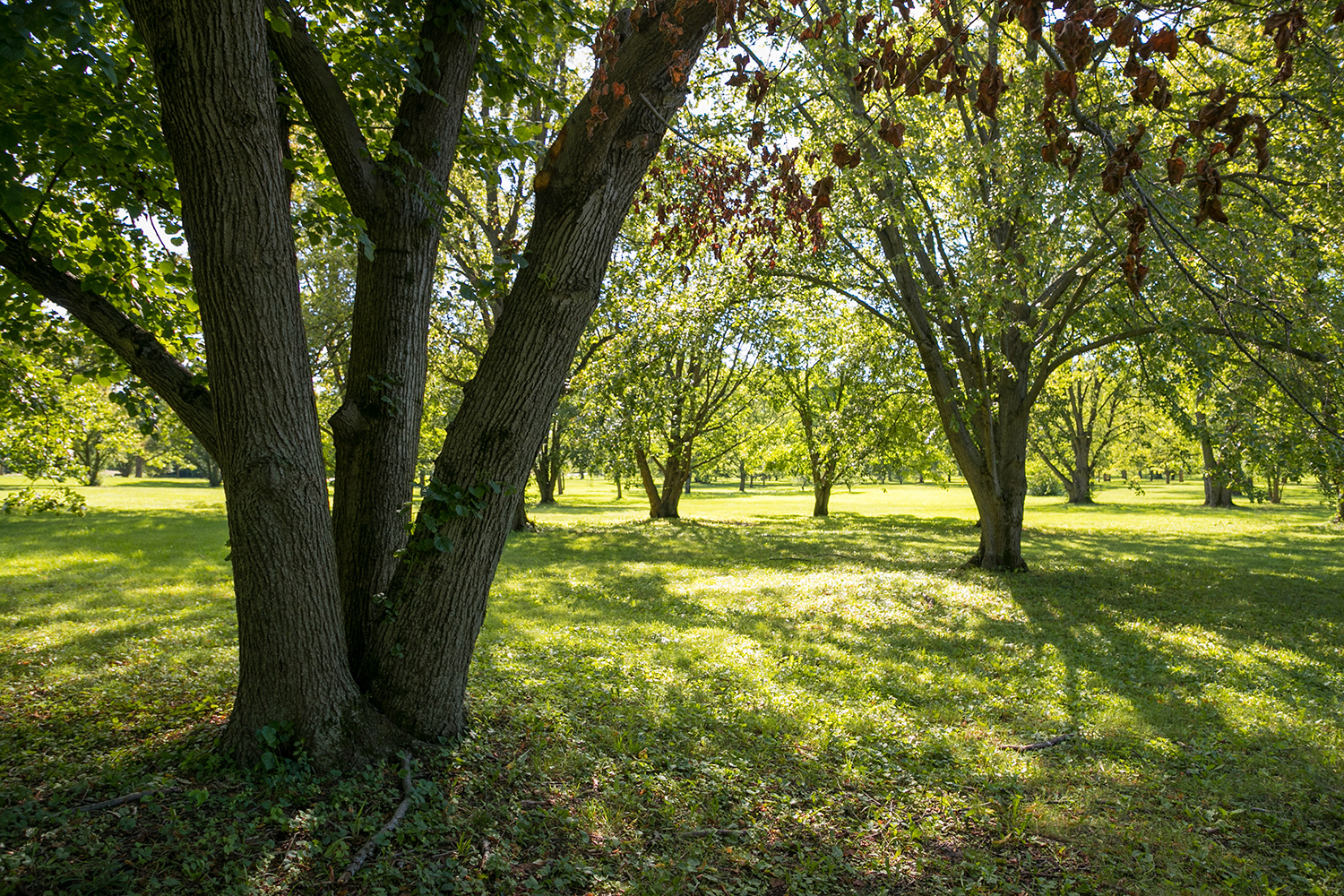ACCA: Woody Plants of the Great Lakes Region | The Morton Arboretum