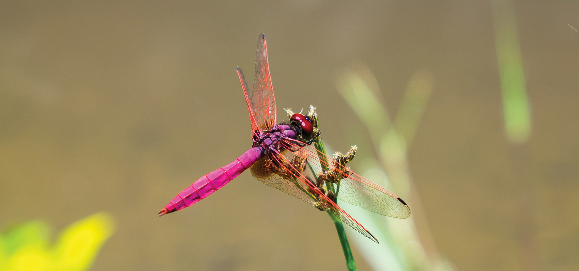 Dragonflies and Daiquiris | The Morton Arboretum