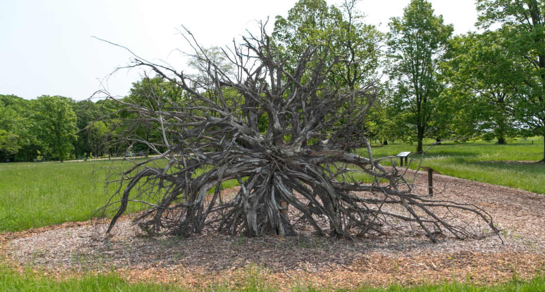 Adult Programs | Education | The Morton Arboretum