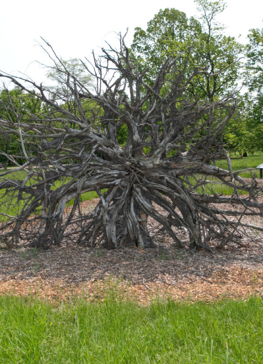 Illumination: Tree Lights at The Morton Arboretum | The Morton Arboretum