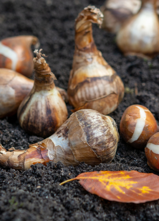 Basic Plant ID (online) | Identify Common, Native, and Invasive Plants ...