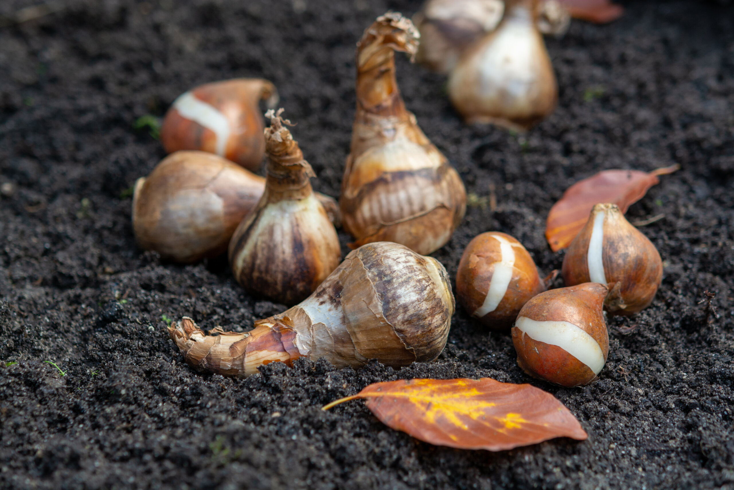 Bulb Garden Design | The Morton Arboretum
