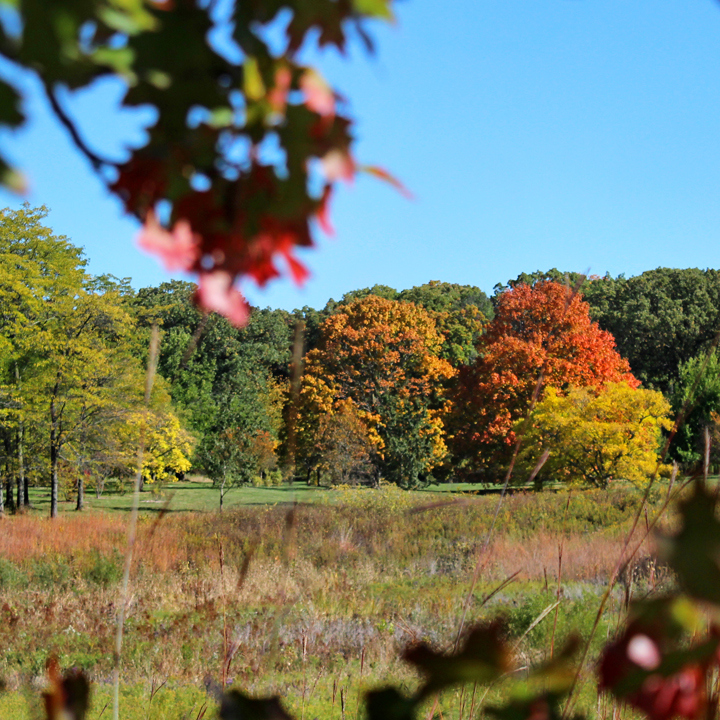 The Morton Arboretum | To plant and protect trees for a greener ...