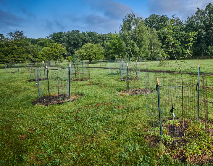 Greenmatters: A Grove of Possibilities | The Morton Arboretum