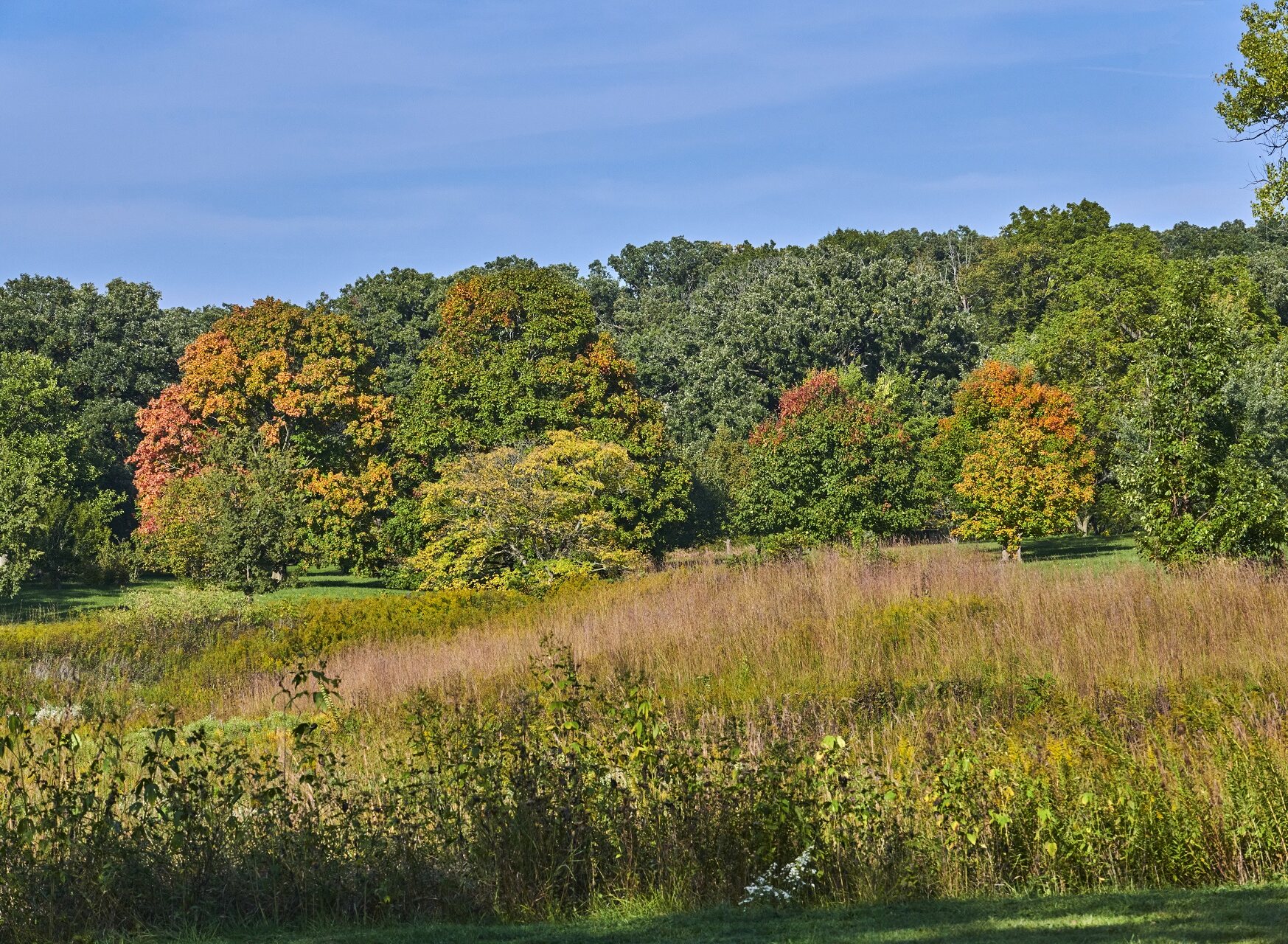 Fall Color Report | The Morton Arboretum