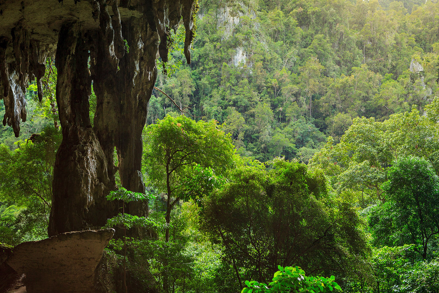 Listening to Rainforest Communities for Planetary Healing | The Morton ...