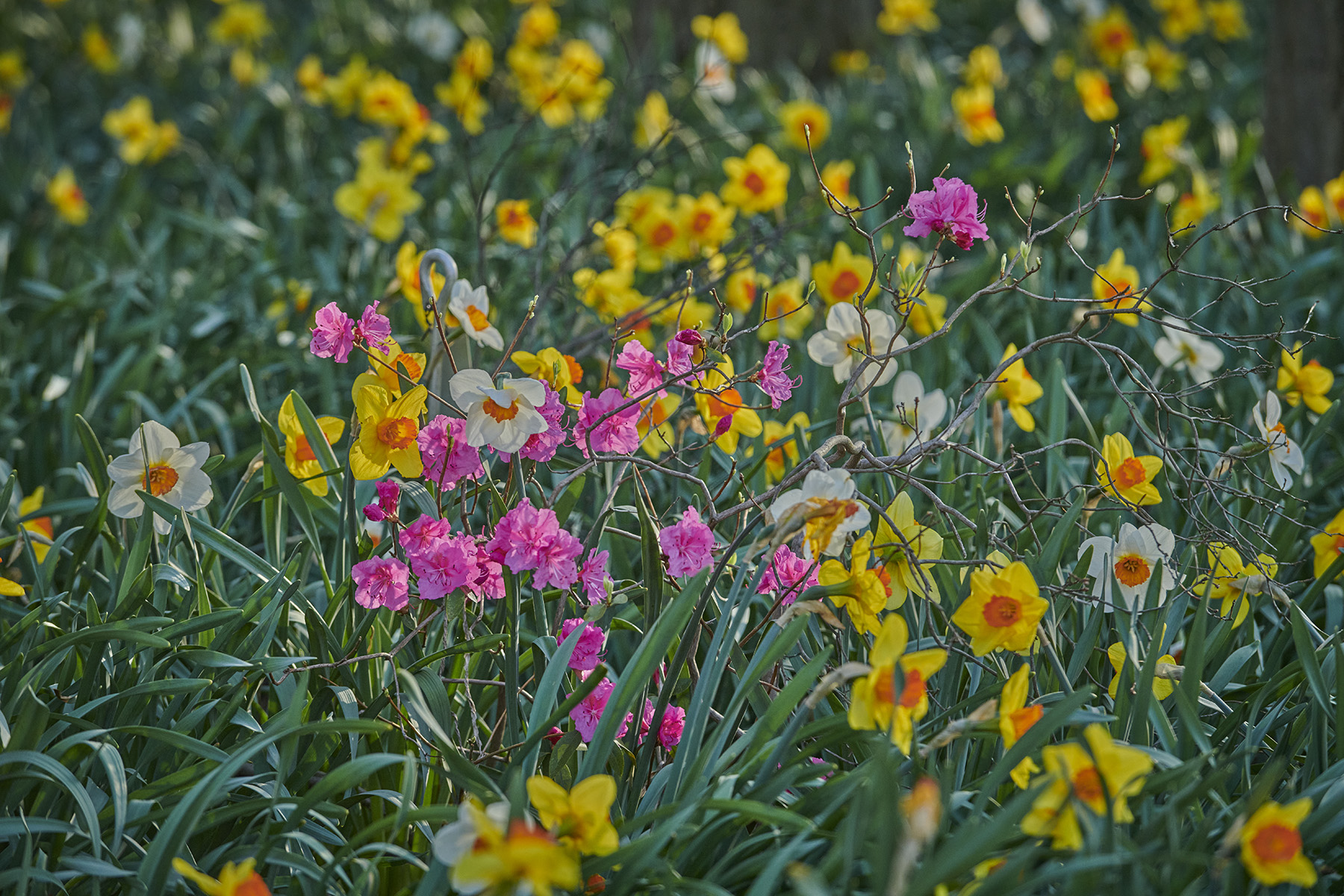 Better Nature Photography through Color | The Morton Arboretum
