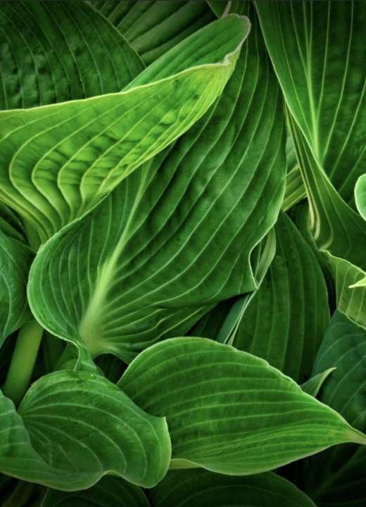 Teacher Tuesdays | The Morton Arboretum