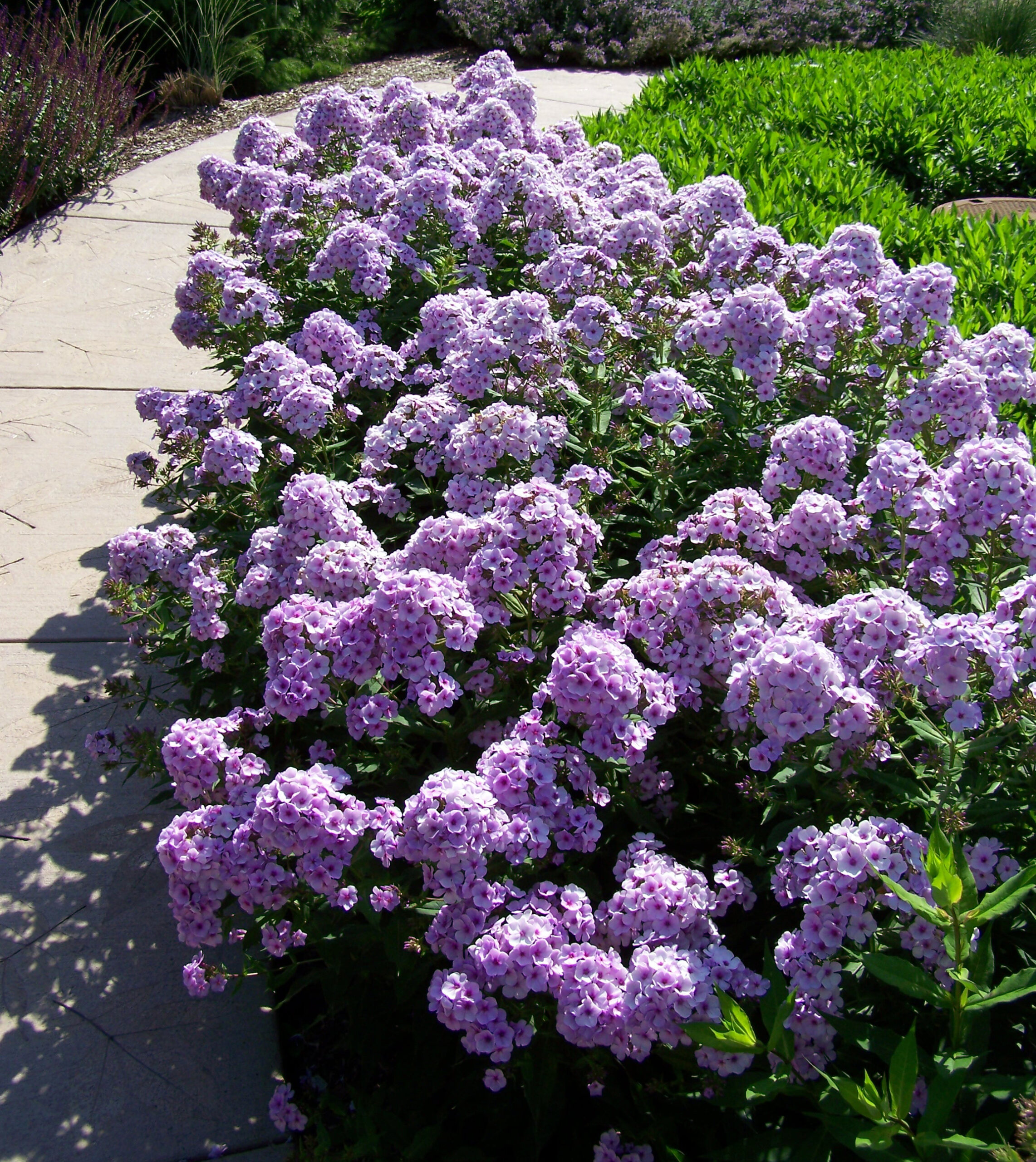 Pruning Perennial Flowers | The Morton Arboretum
