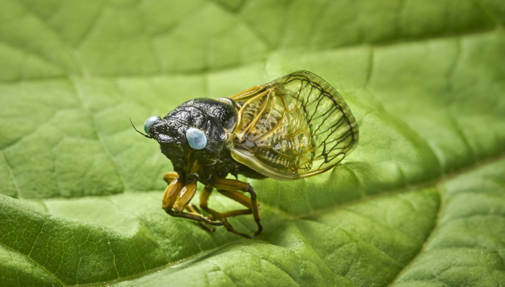 4-Year-Old Donates Blue-Eyed Cicada to The Morton Arboretum | The ...