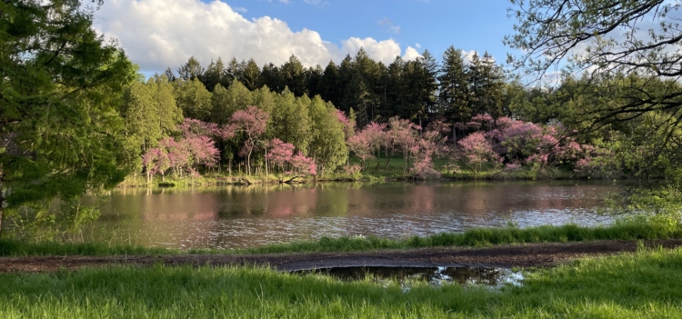 Bloom and Fall Color Reports Archives | The Morton Arboretum