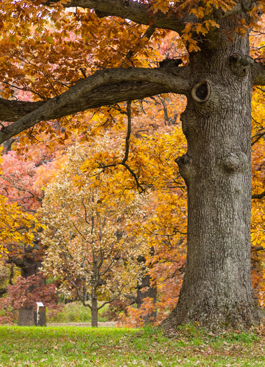 Hiking at The Morton Arboretum | The Morton Arboretum