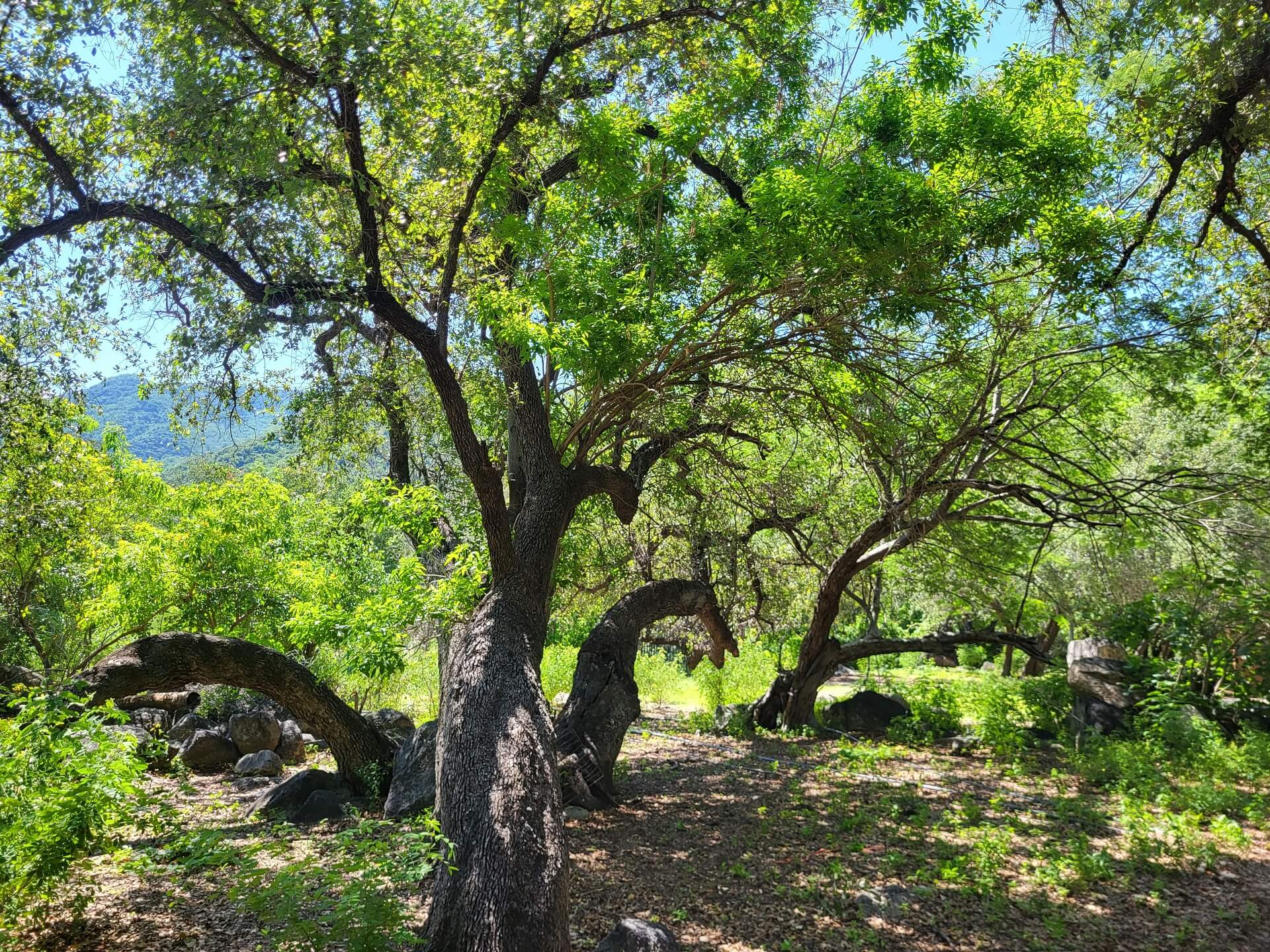 Conservation Gap Analysis of Native Mesoamerican Oaks | The Morton ...