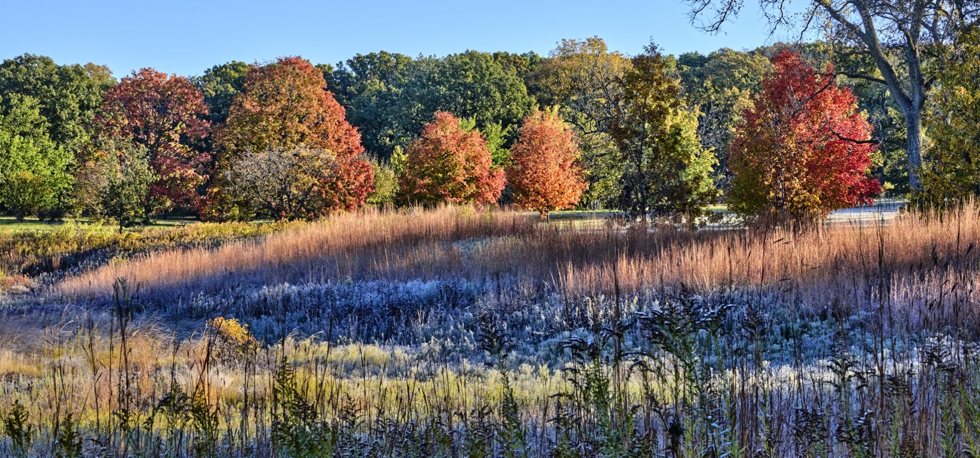 Fall Color Report | The Morton Arboretum