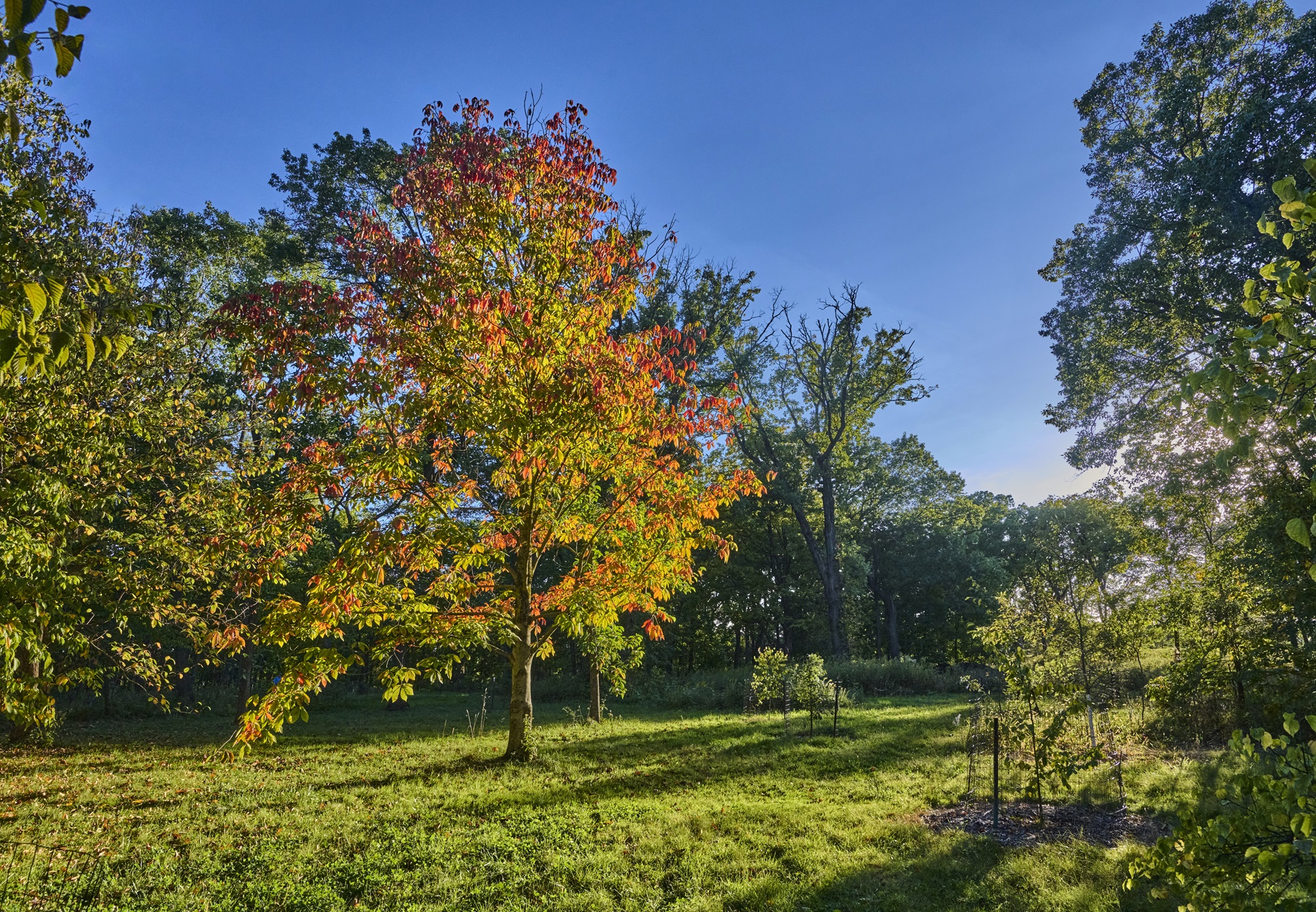 Fall Color Report | The Morton Arboretum