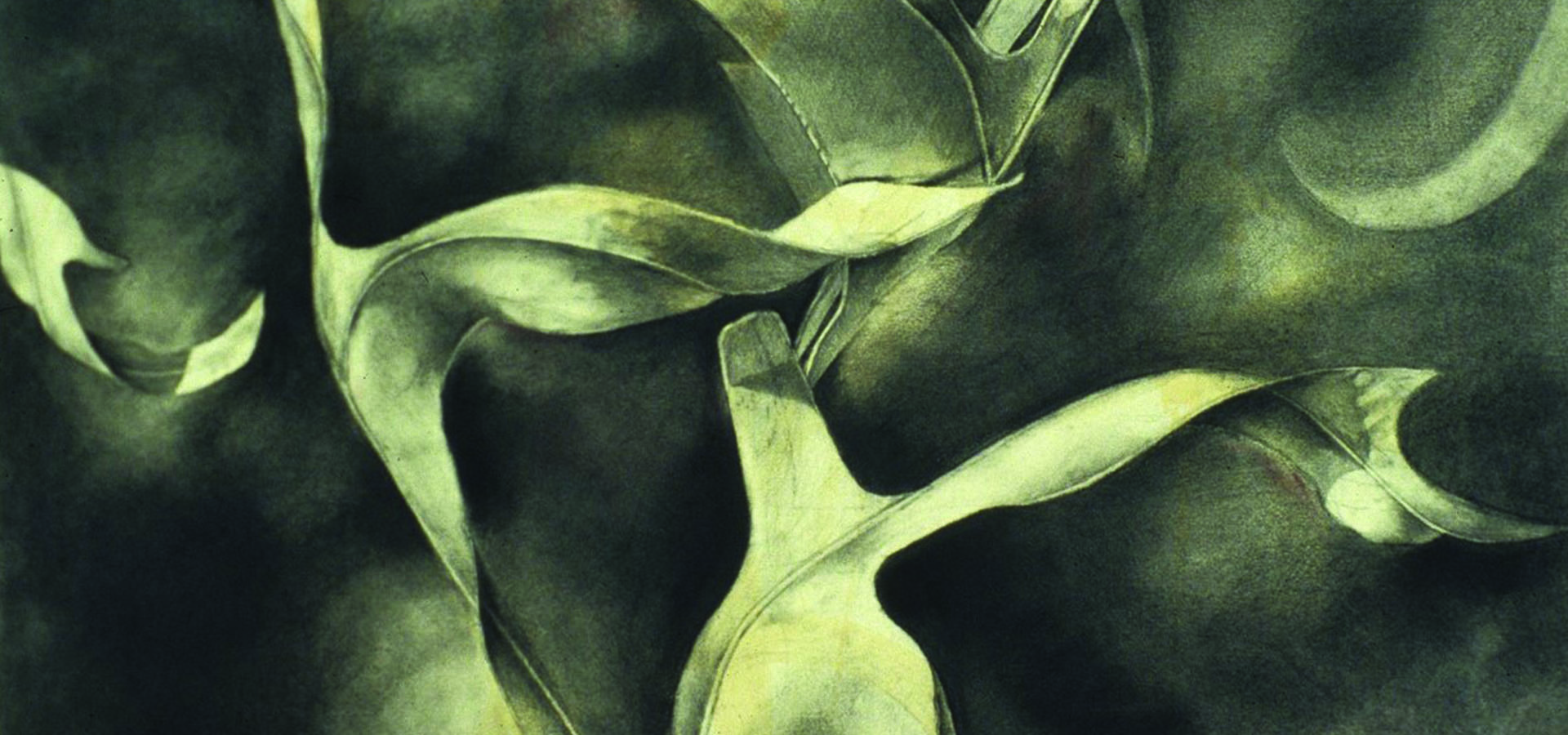 Large-Scale Botanical Drawing with Charcoal | The Morton Arboretum