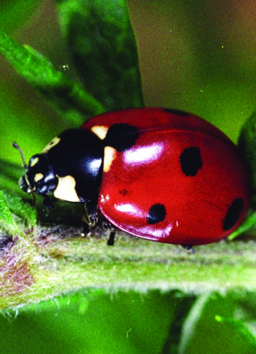 Basic Plant ID (online) | Identify Common, Native, and Invasive Plants ...