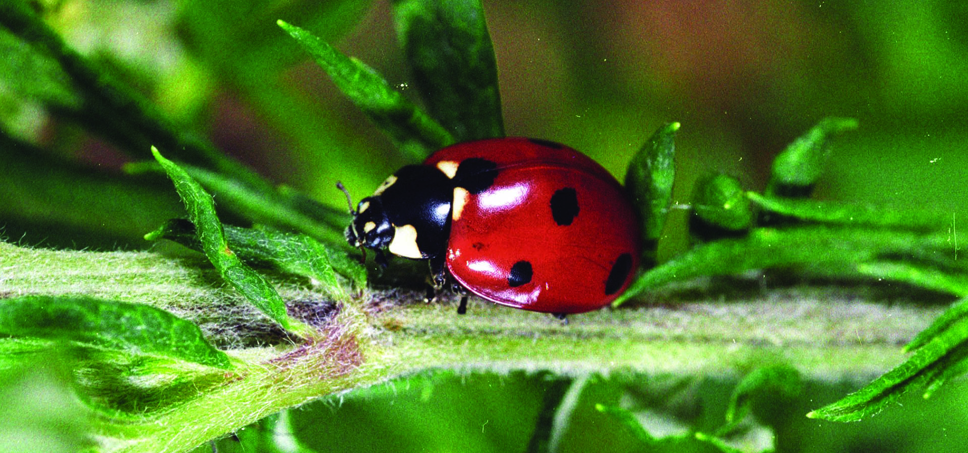 Supporting Beneficial Insects in the Vegetable Garden | The Morton ...