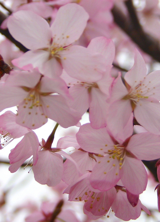 Explore | The Morton Arboretum