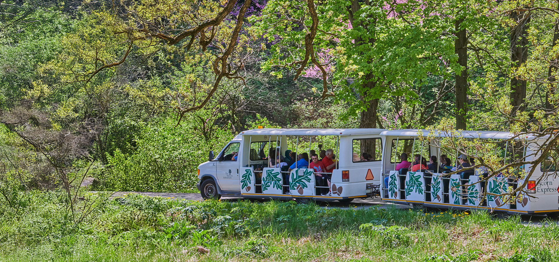 Meet the Trees of the Future Forest: Tram and Walking Tour | The Morton ...