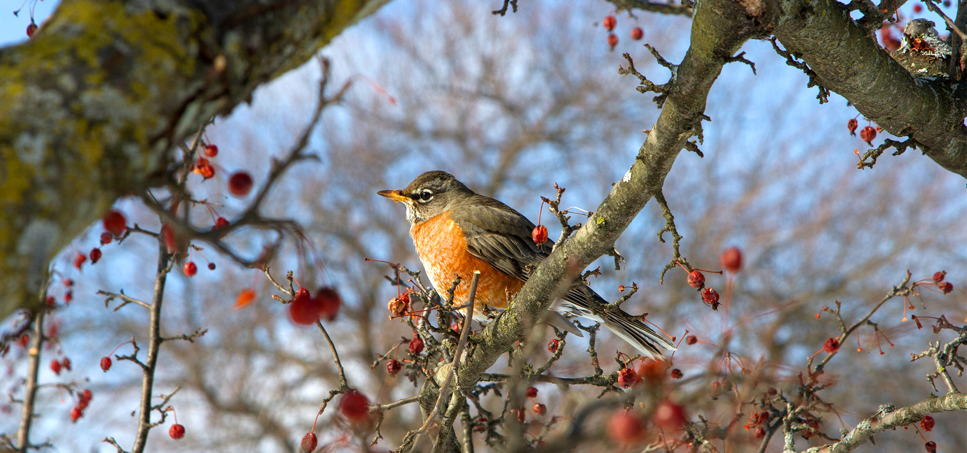 Field Study: Birds of Spring | The Morton Arboretum