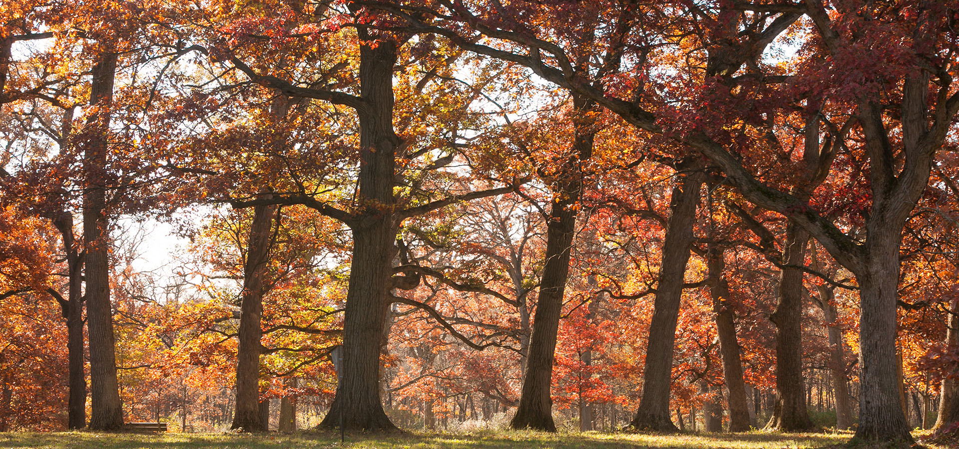 A Natural History of Oaks | The Morton Arboretum