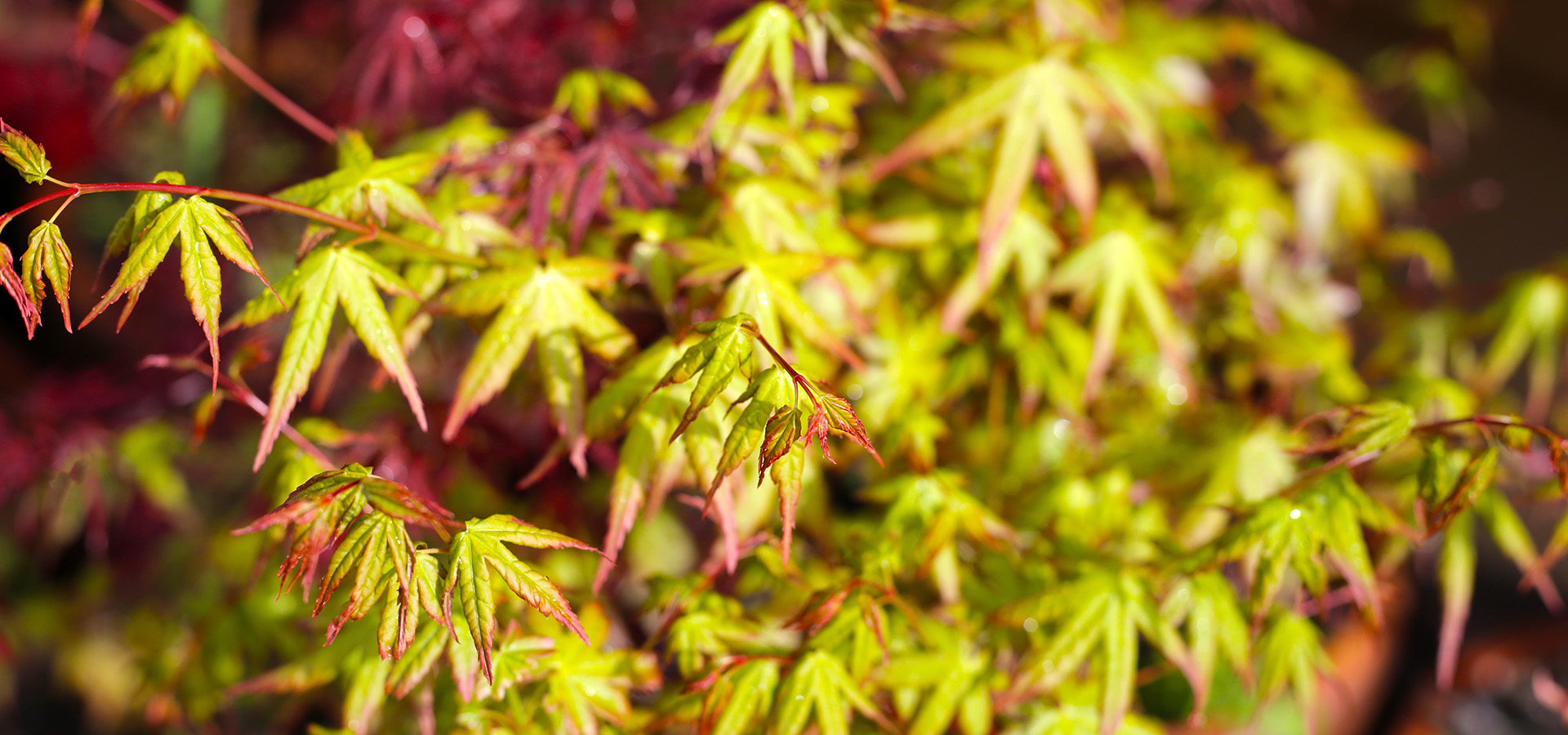 Guest Artist Bonsai Workshop: Japanese Maple | The Morton Arboretum
